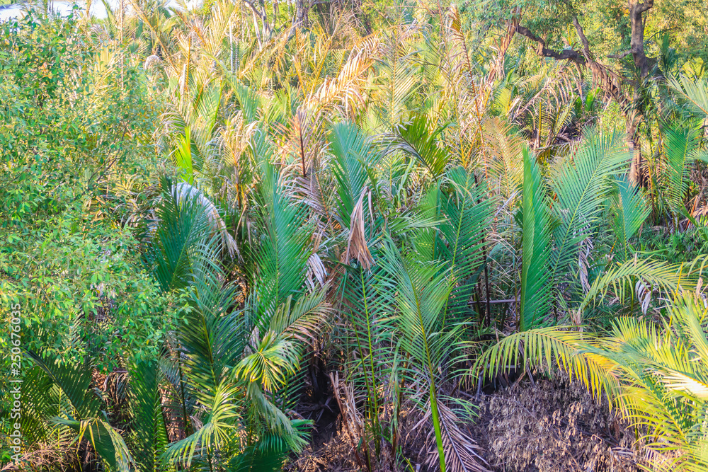 Green nipa palm (Nypa fruticans) forest with blue sky background. Nypa ...