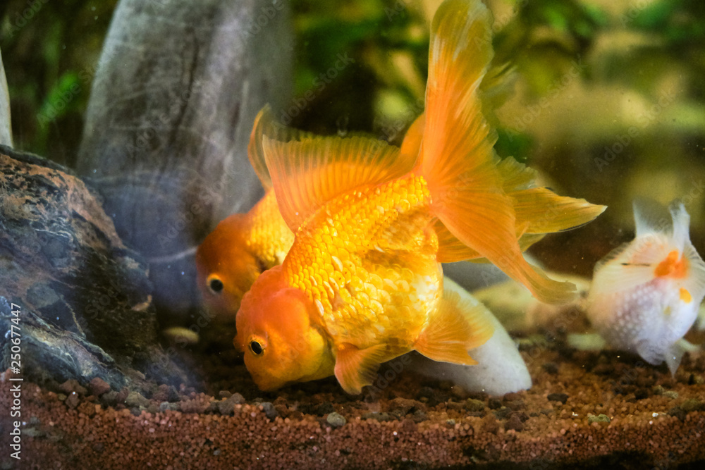 Oranda goldfish Stock Photo | Adobe Stock