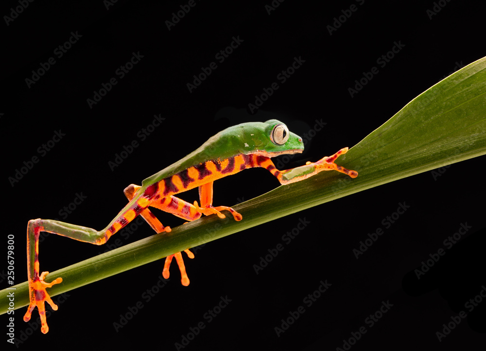 Tiger leg monkey tree frog, Phyllomadusa tomopterna. Tropical treefrog ...