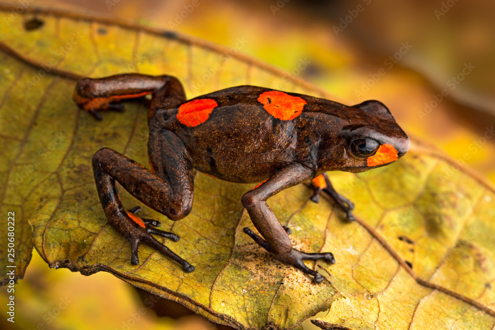 Poison dart frog, Oophaga histrionica. A small poisonous animal from ...