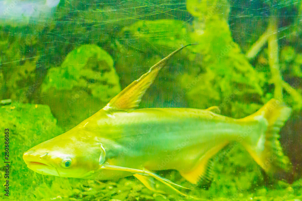 Pangasius Catfish