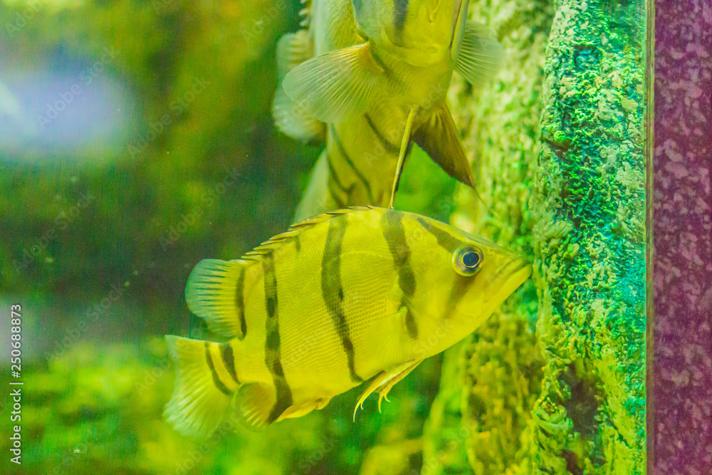 Cute Northeastern siamese tigerfish in aquarium. The Siamese tigerfish ...