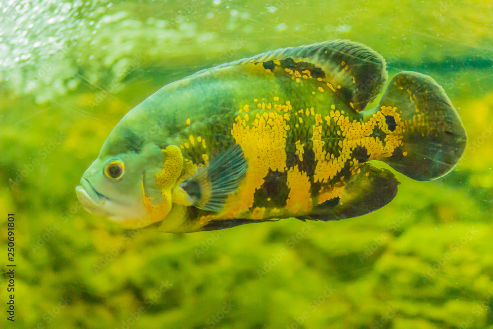 Common Oscar Fish