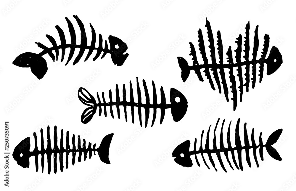 Vector Hand drawn sketch of fish skeleton illustration on white ...