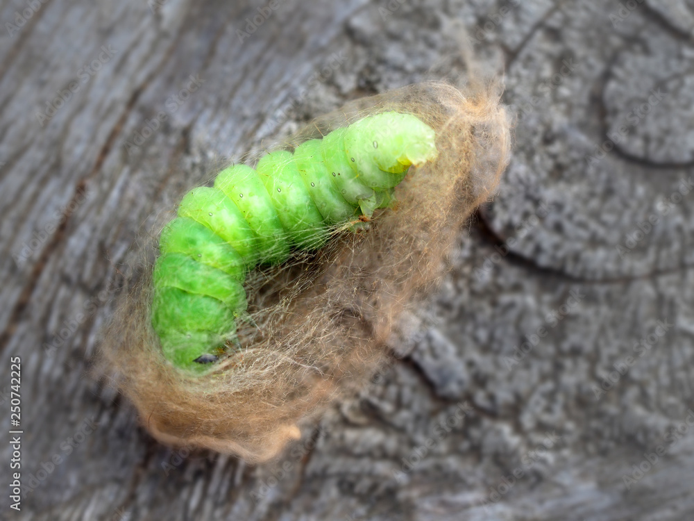 Green caterpillar in the stage of cocoon formation. Thread cocoon ...