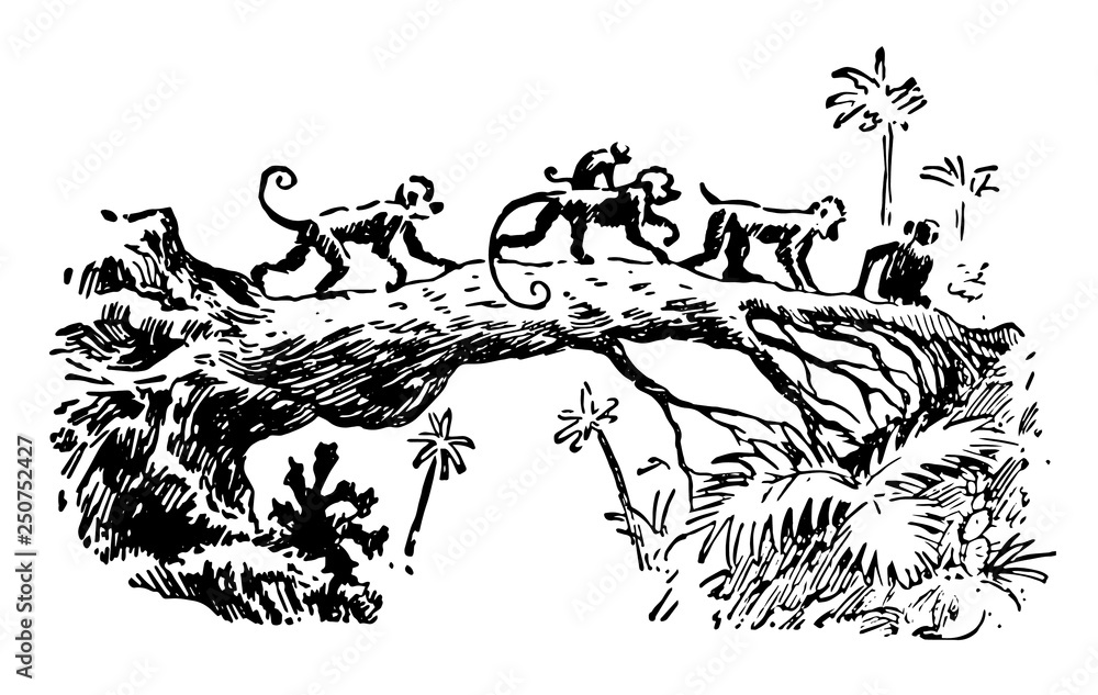 Vector hand drawn sketch of monkey isolated on white background Stock ...