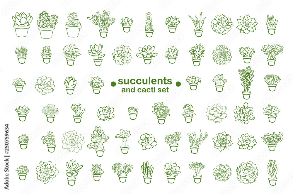 Set of and drawn line succulent plant isolated on white background ...