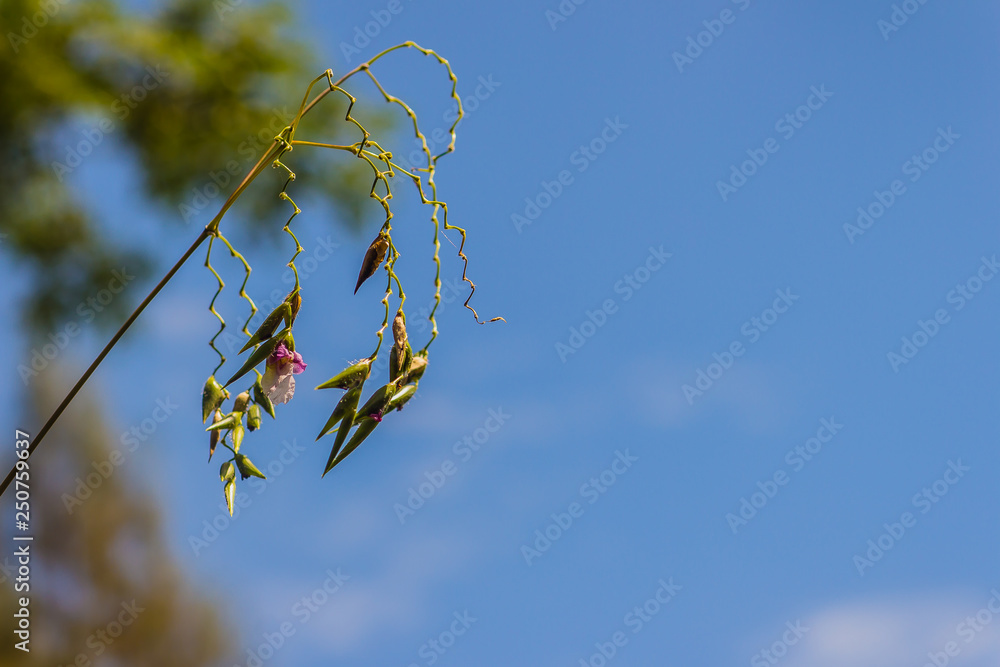 Cute Tiny flower of Thalia geniculata, also known as the bent alligator ...