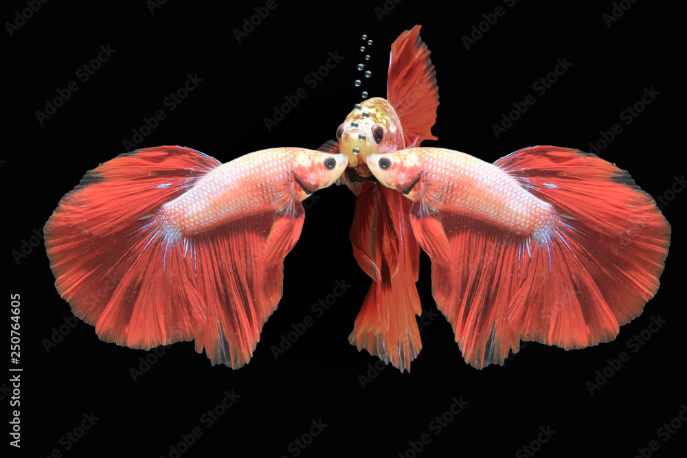 Beautiful betta fish red or Asian battle fish that roam bubbles ...