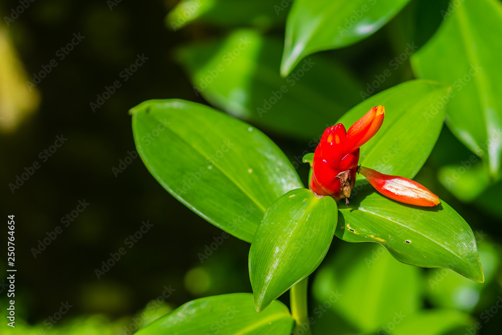 Colorful red flower of Red Button Ginger (Costus woodsonii) in the ...