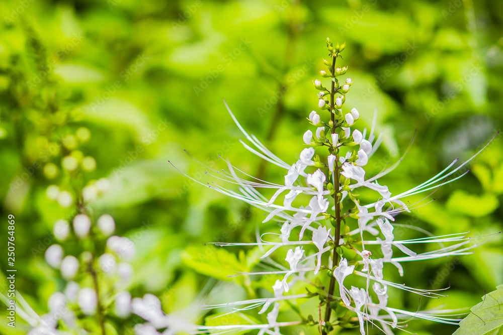 White flower of Orthosiphon aristatus with green leaves background ...