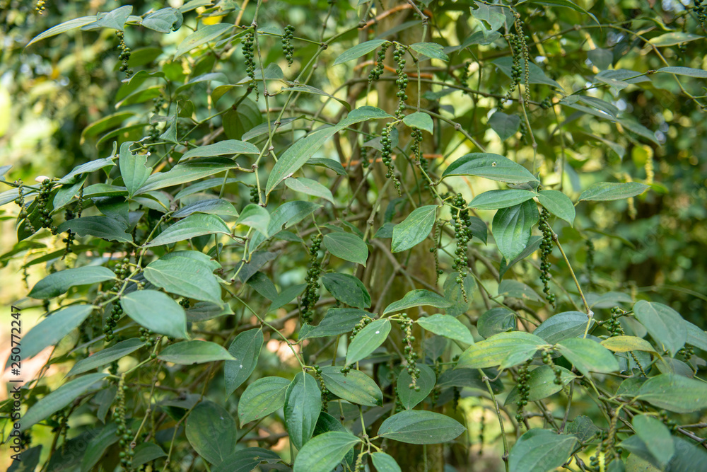 Piper nigrum that are spicy and hot are grown in Thailand.Is a plant ...
