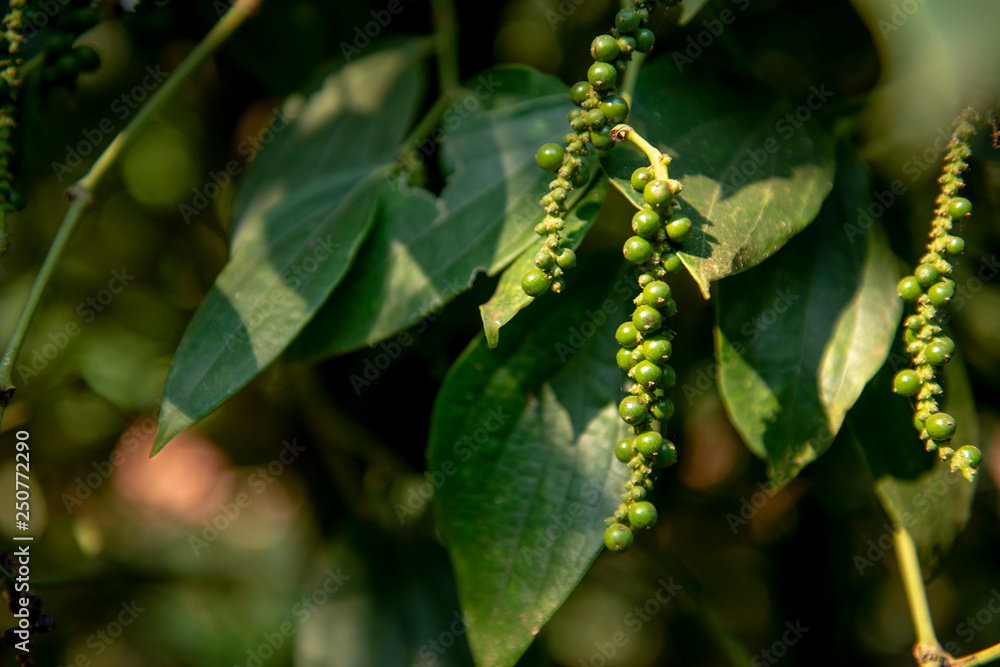 Piper nigrum that are spicy and hot are grown in Thailand.Is a plant ...