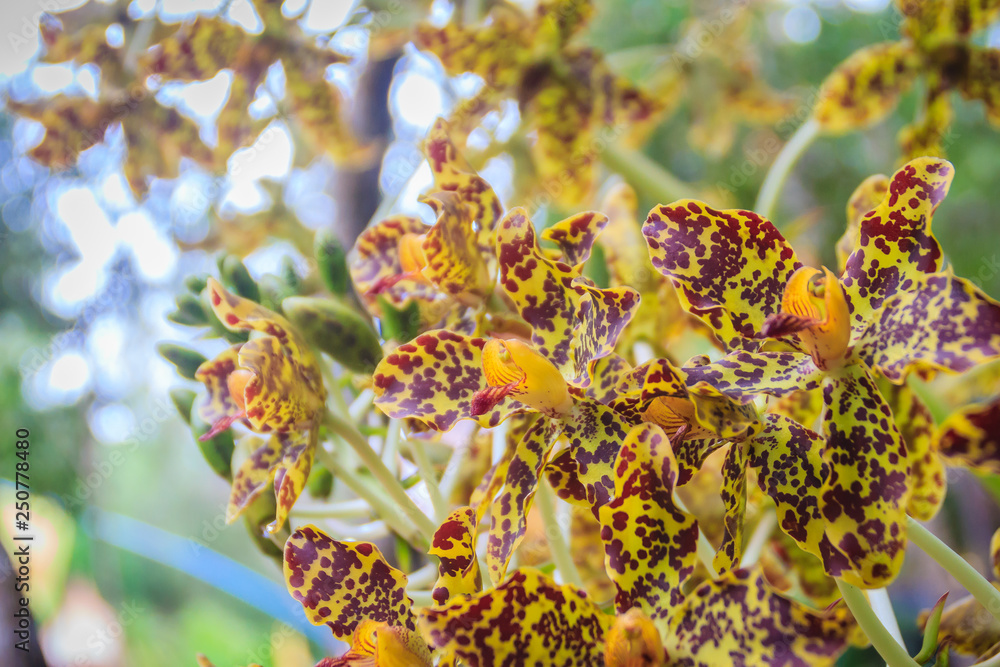 Beautiful tiger orchid flower (Grammatophyllum speciosum) in the public ...