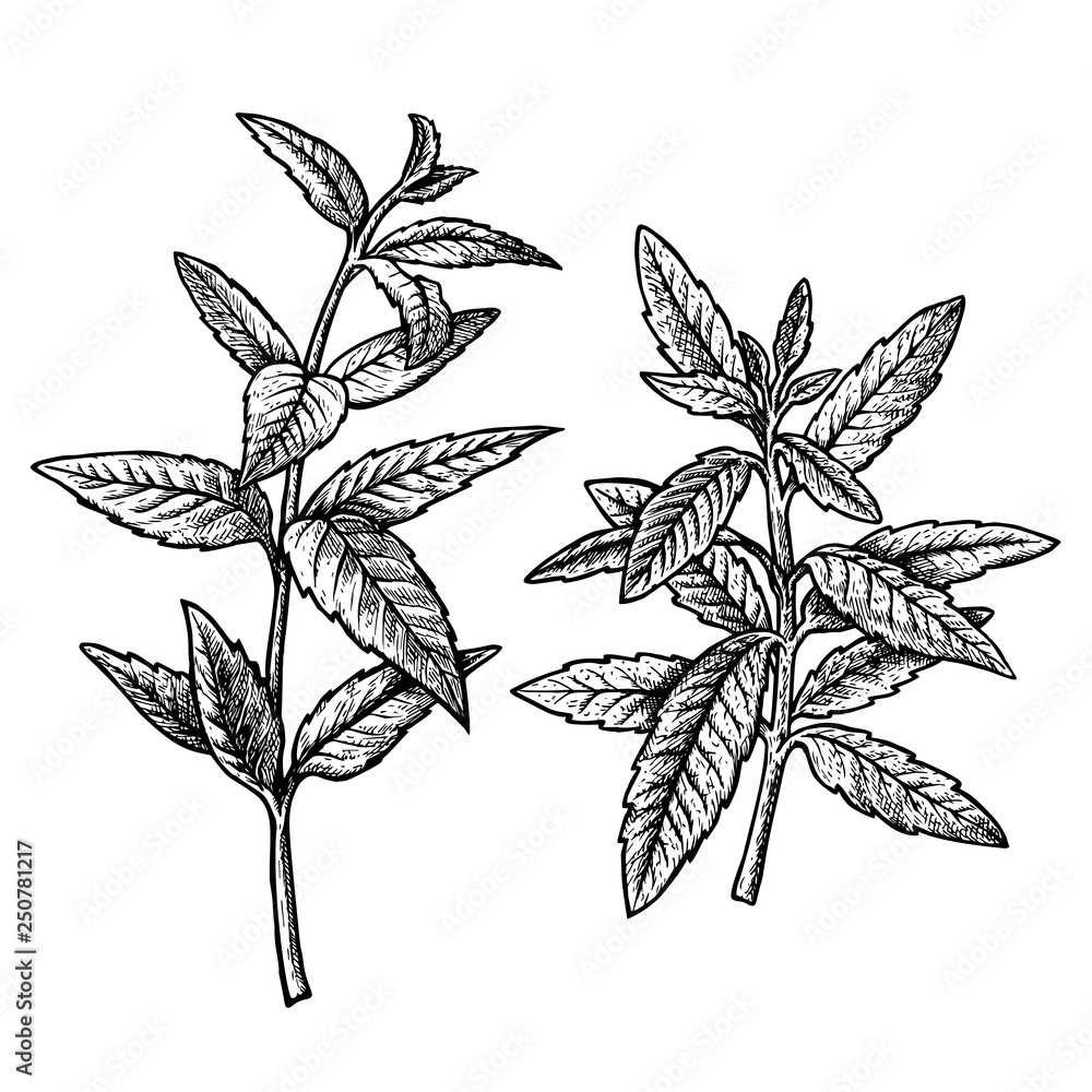 Hand drawn verbena, leaves and twigs. Vintage vector sketch Stock ...