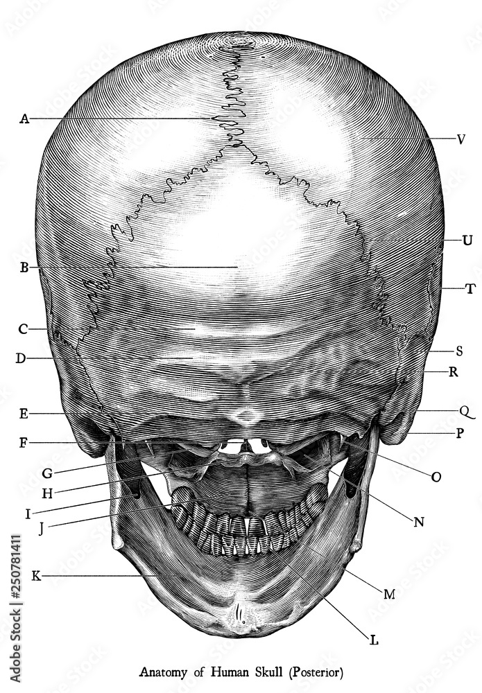 Human Skull Posterior View