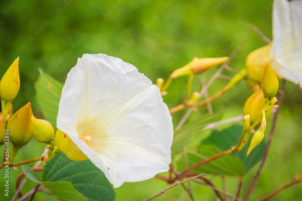 Beautiful white wild morning glory flower (Ipomoea carnea) on tree ...