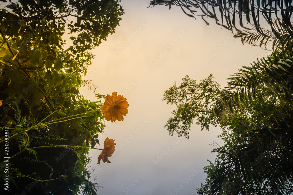 Beautiful yellow cosmos flower (Cosmos sulphureus) in the meadow field ...