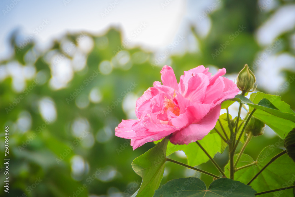Beautiful Confederate roses flower (Hibiscus mutabilis) on green ...