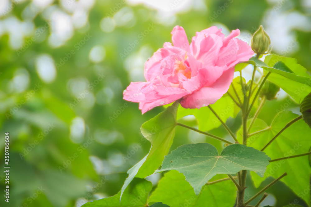 Beautiful Confederate roses flower (Hibiscus mutabilis) on green ...