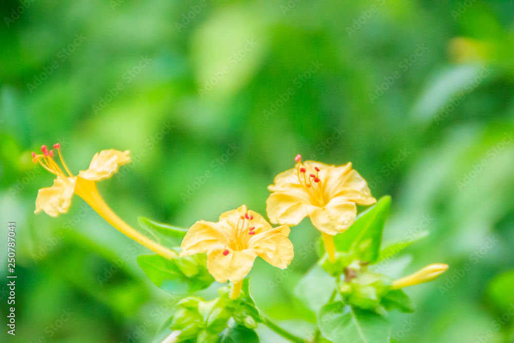 Beautiful yellow flower of Mirabilis jalapa, the marvel of Peru or four ...