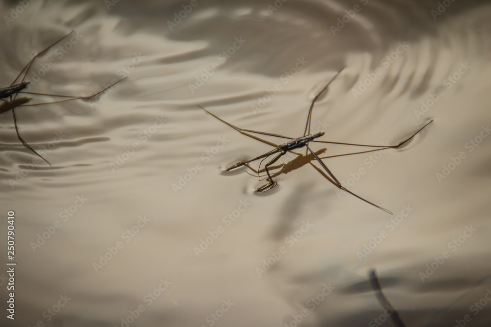 Amazing water skipper bugs floating on the water. The Gerridae are a ...