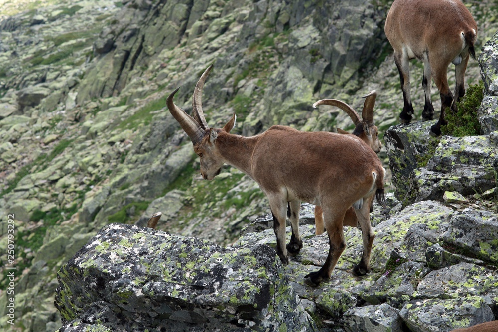 Manada de cabras ibéricas (Capra pyrenaica ssp victoriae) en roquedos ...