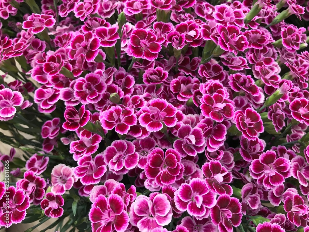 Oeillet Dianthus Pink Kisses Stock Photo | Adobe Stock