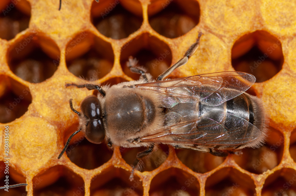 Drone Bee: What Is A Male Honey Bee? – SQPSDH