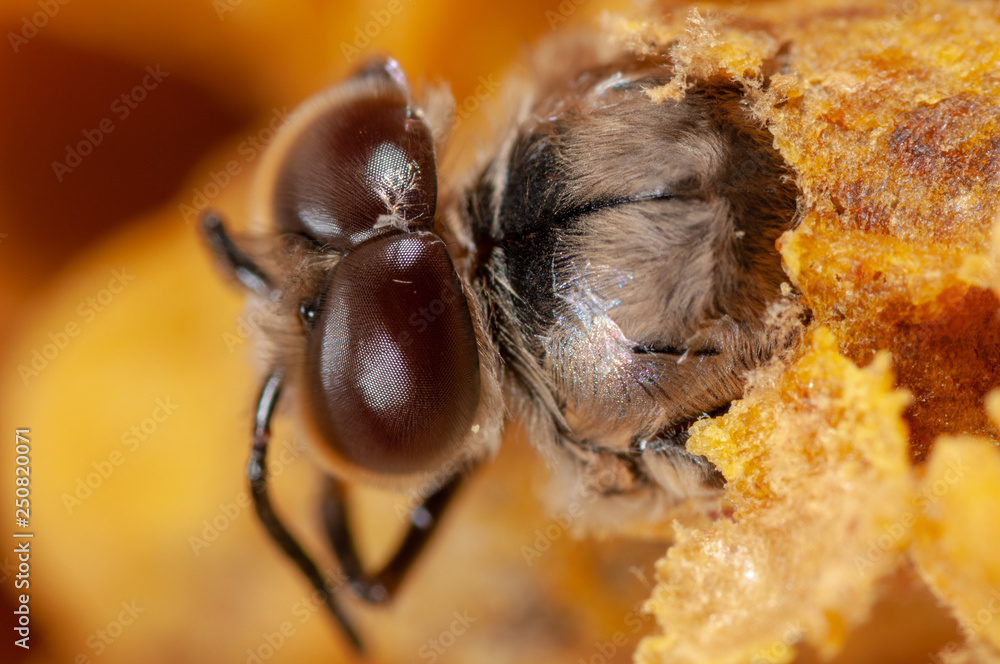 Honigbienen Drohn schlüpft aus ihrer Brutwabe, Drohne kriecht aus ...