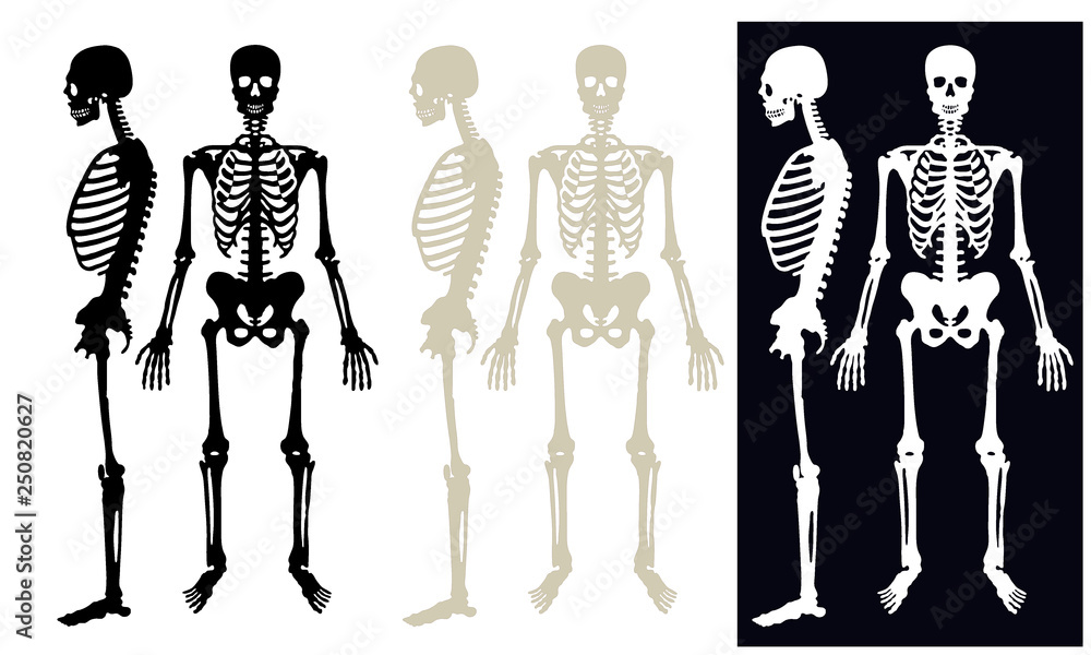 Esqueleto humano vector de Stock | Adobe Stock
