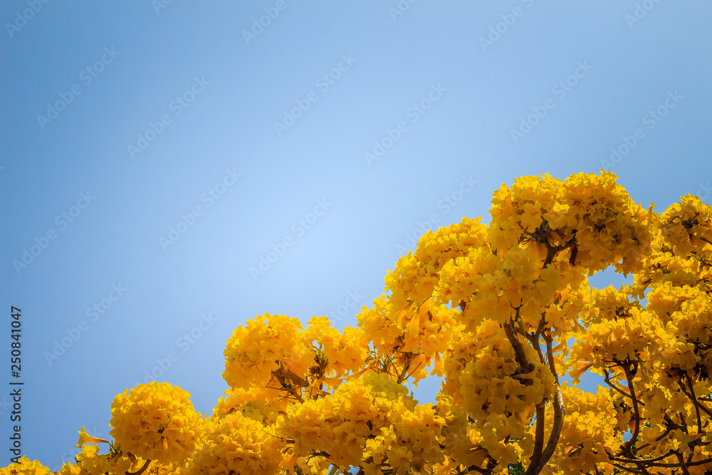 Yellow flowers on silver trumpet tree (Tabebuia aurea) with blue sky ...