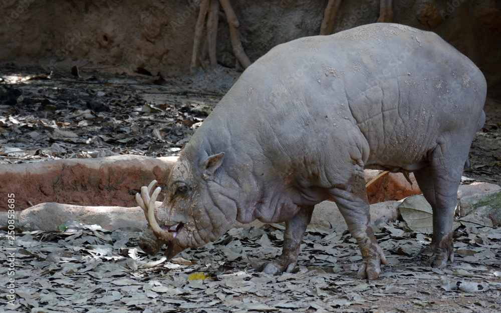 Babirussa, an endemic species of wild boar in Sulawesi Stock Photo ...
