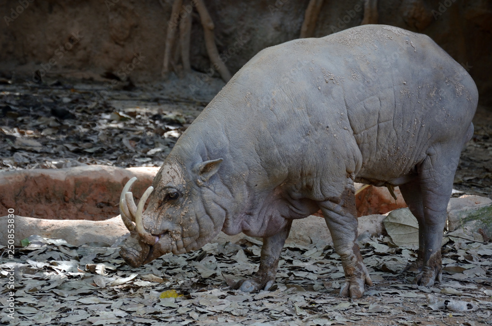 Babirussa, an endemic species of wild boar in Sulawesi Stock Photo ...