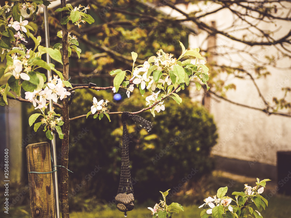 how to train fruit trees using branch spreaders or training system foto ...