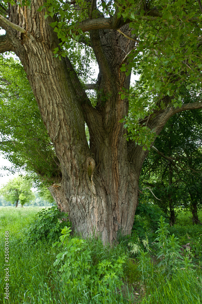 populus nigra, black poplar, riverside forest Stock Photo | Adobe Stock