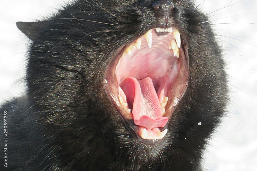 Yawning Black Cat