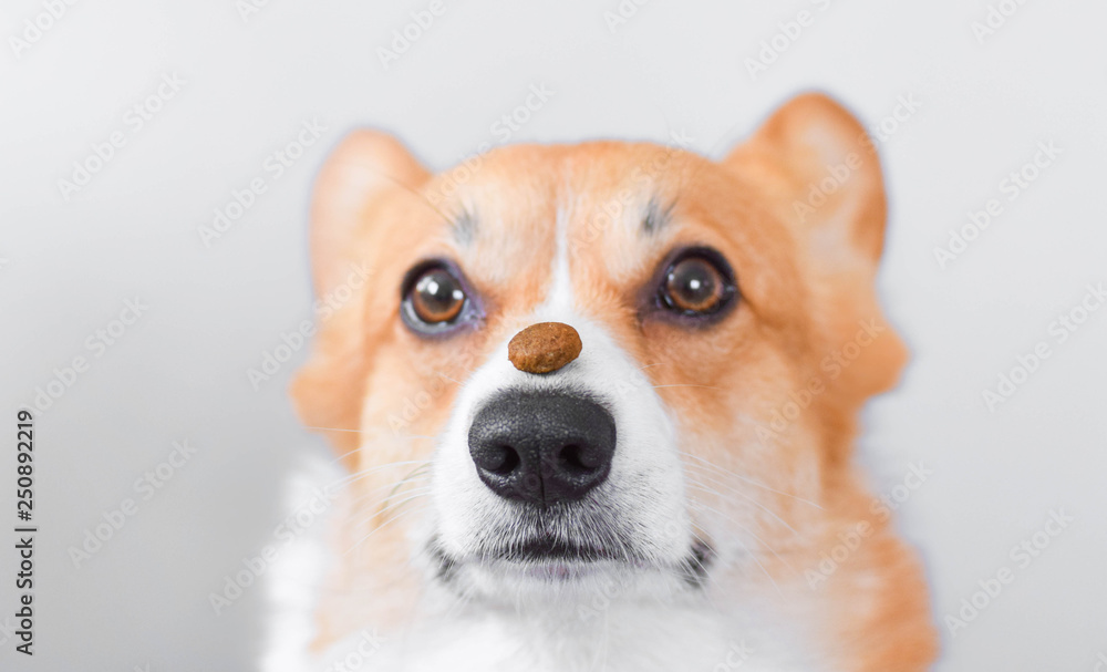 Foto de Welsh corgi pembroke dog with a piece of dog dry food formula ...