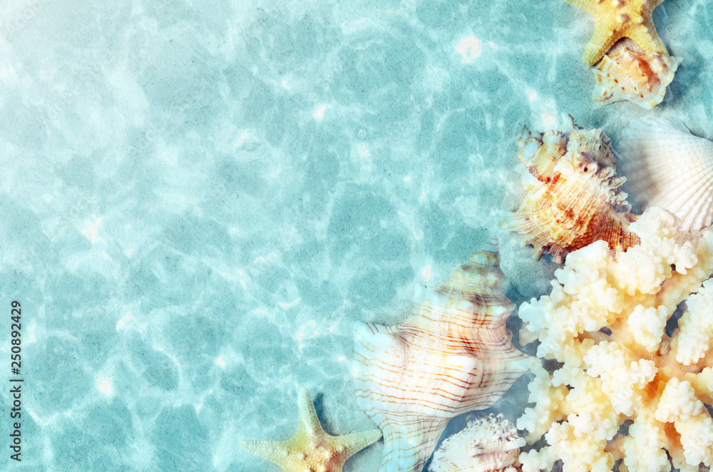 Seashell on the summer beach in sea water. Summer background. Summer ...
