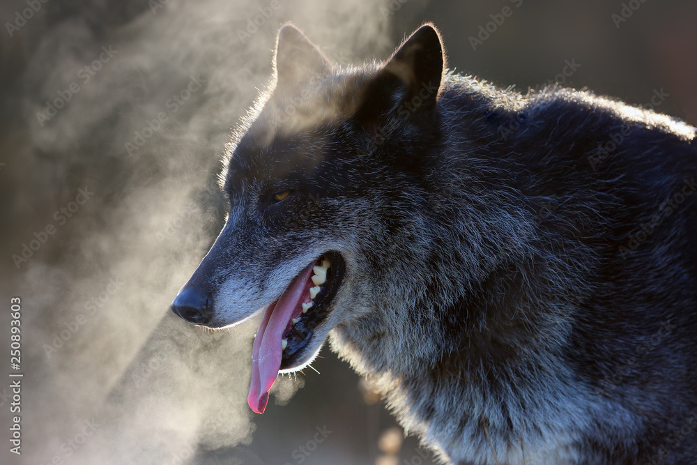 The northwestern wolf (Canis lupus occidentalis) standing on the road ...