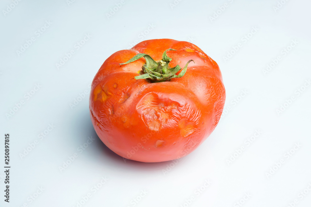 A spoiled tomato. Food waste. Aspergillus. Penicillium. Bacteria. Mold ...