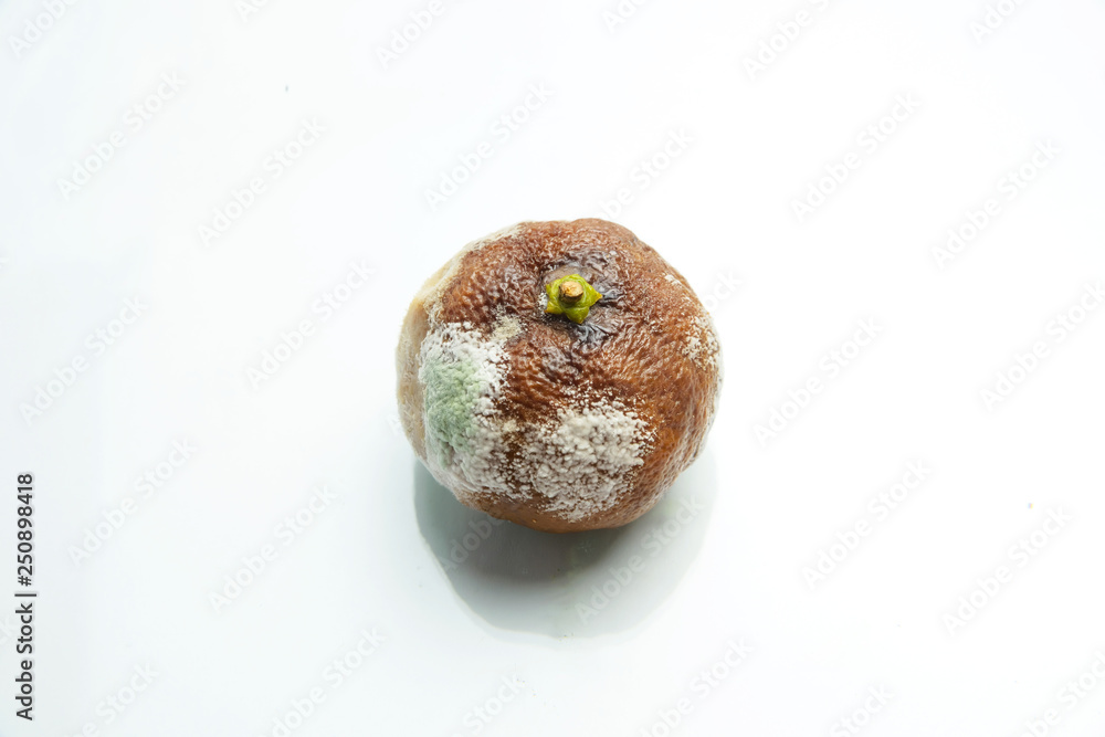 Tangerines with mold. Aspergillus. Penicillium. Ascomycetes. Spoiled ...