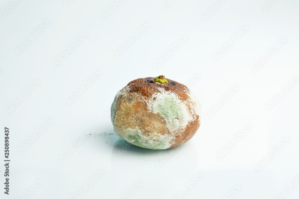 Tangerines with mold. Aspergillus. Penicillium. Ascomycetes. Spoiled ...