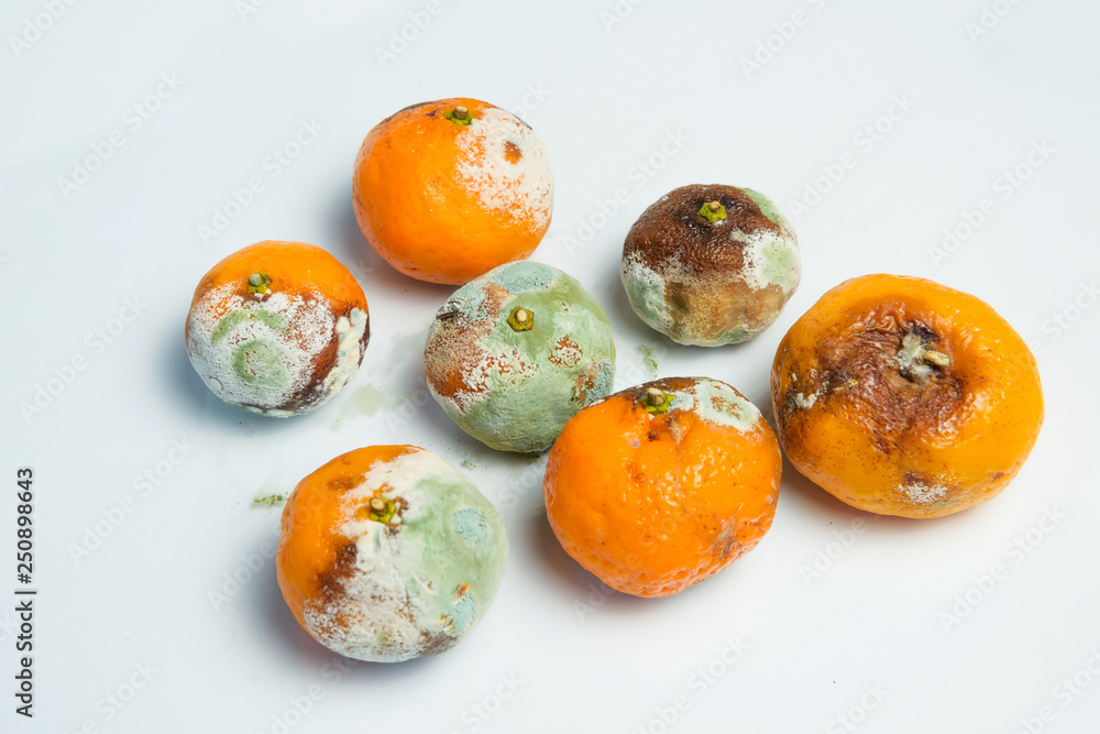 Tangerines with mold. Aspergillus. Penicillium. Ascomycetes. Spoiled ...