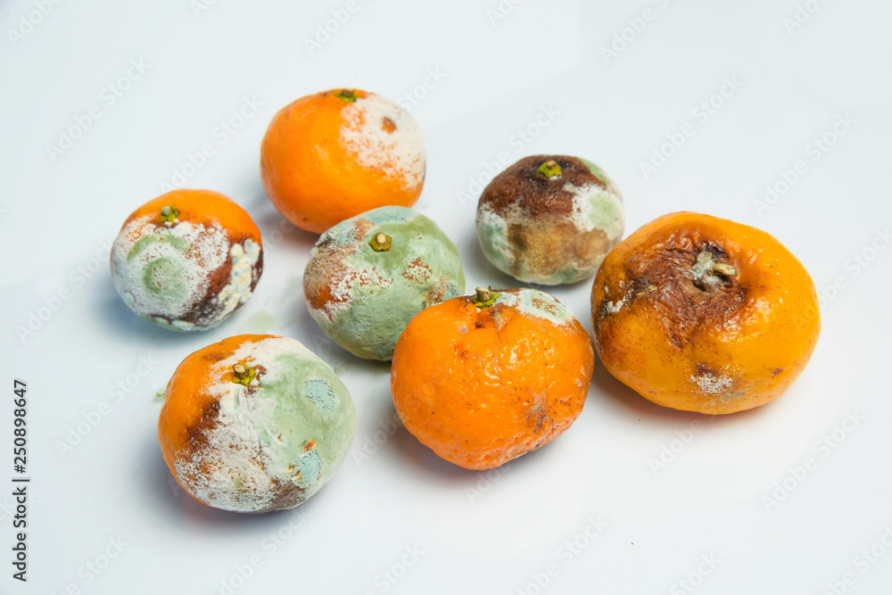 Foto de Tangerines with mold. Aspergillus. Penicillium. Ascomycetes ...
