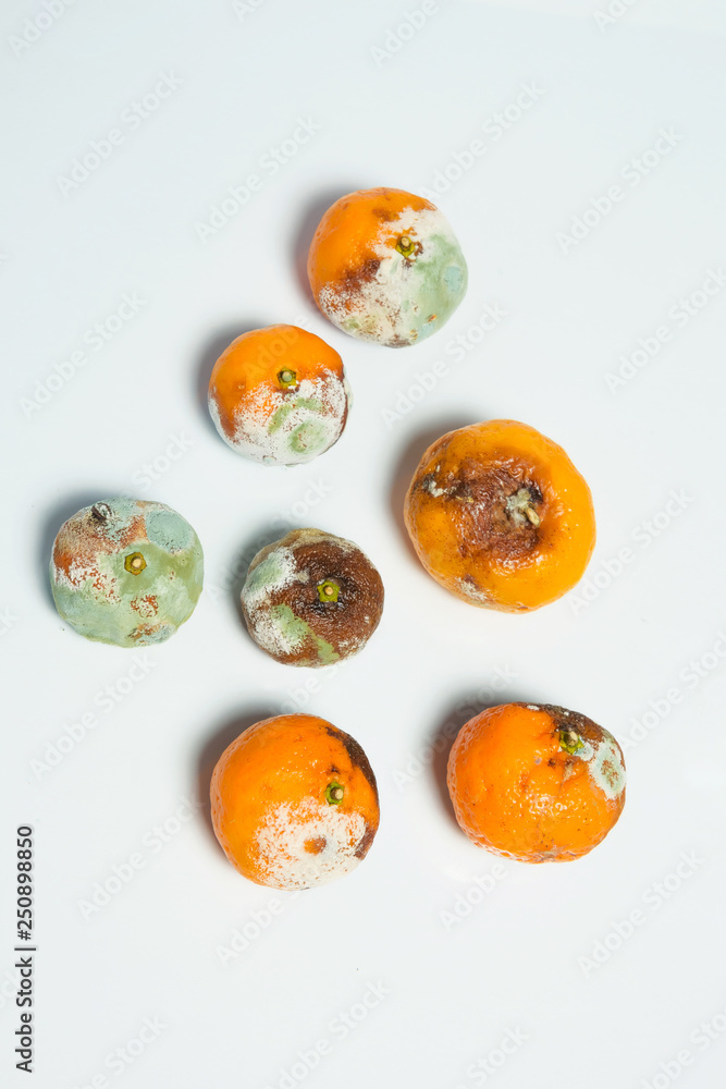 Fotografia do Stock: Tangerines with mold. Aspergillus. Penicillium ...