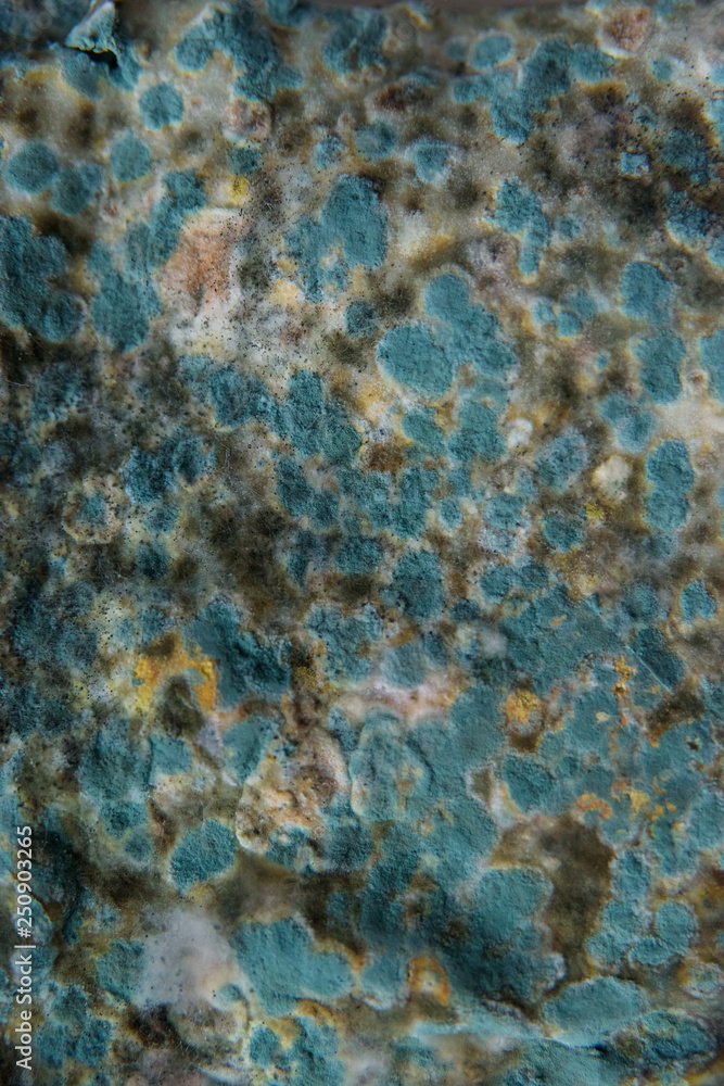Foto de Pita bread with mold. Spoiled food. Mold on products. Mold ...