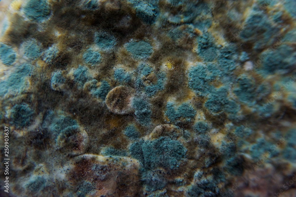 Foto de Pita bread with mold. Spoiled food. Mold on products. Mold ...