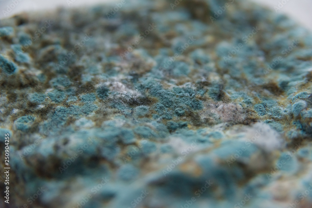 Pita bread with mold. Spoiled food. Mold on products. Mold fungus ...