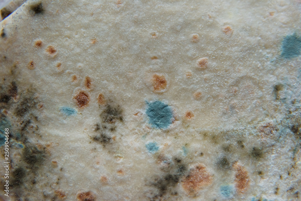 Pita bread with mold. Spoiled food. Mold on products. Mold fungus ...